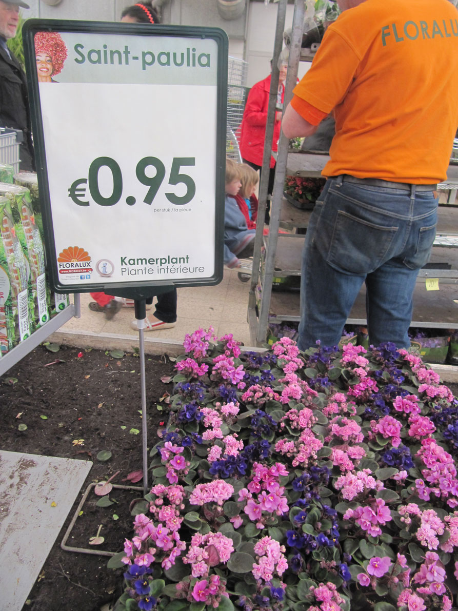 paradis express: Floralux, Dadizele, Belgium