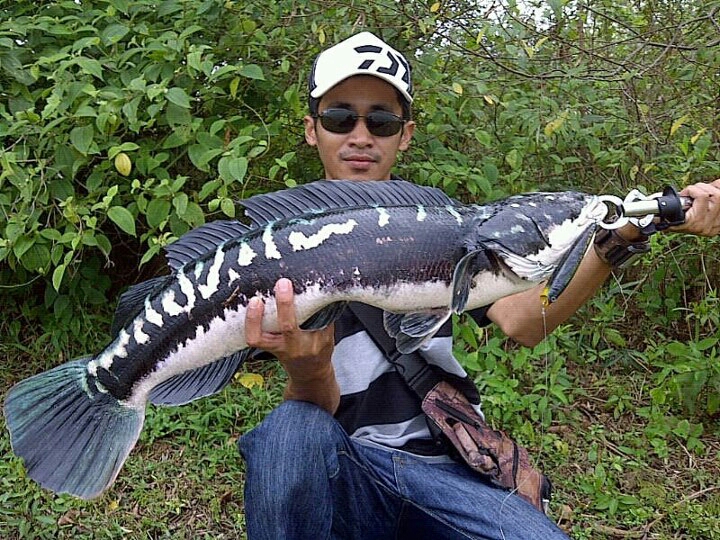 Umpan Ikan Gabus Liar