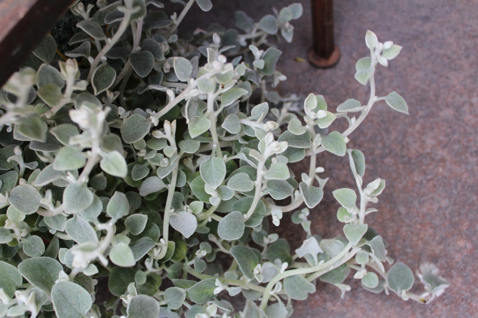 Hage&Heros: Helichrysum silver