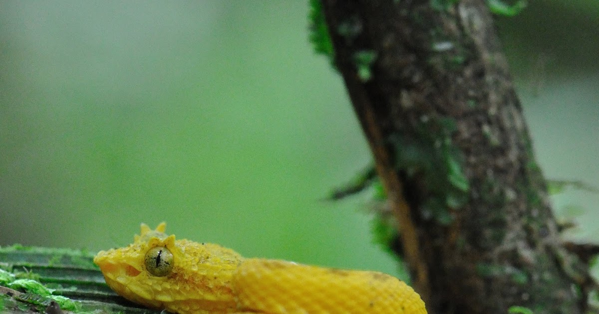 Eyelash Viper Revisited | the pace of nature