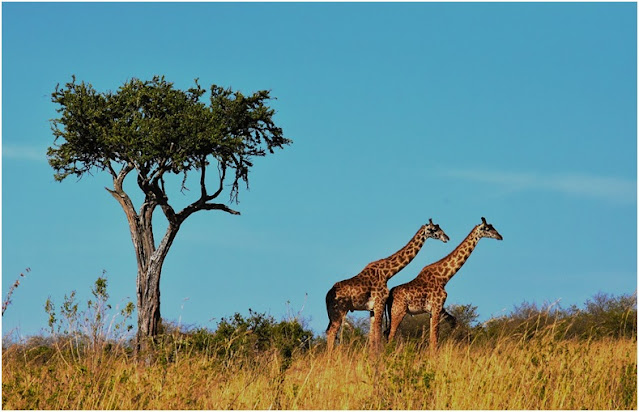 Top 5 Tourist Attractions in Tanzania