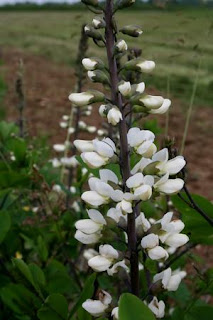 'Wayne's World' White Baptisia - A Great Deer resistant, Native Flower!