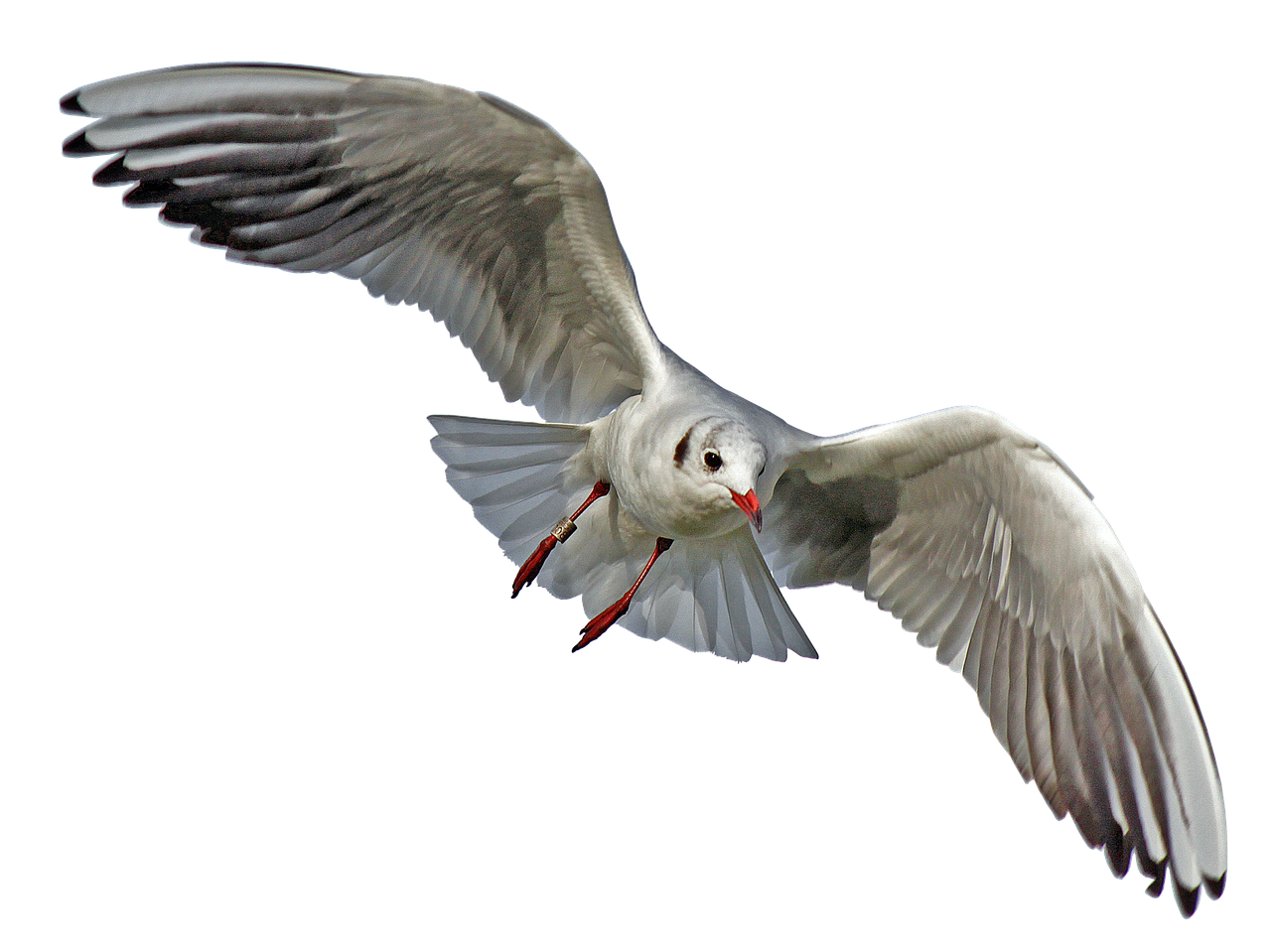 Jonathan Livingston Seagull by Richard Bach | Quotes / Aforismi | Tutt ...