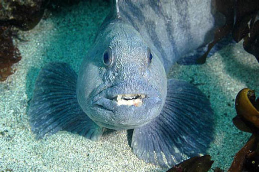 Wolffish ~ Aquatic Animals