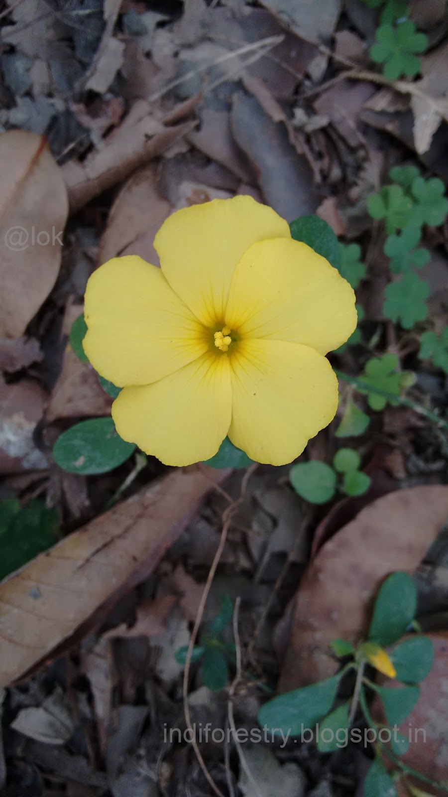 INDIAN FORESTRY: Reinwardtia indica {Basanti flower} - Indian forestry