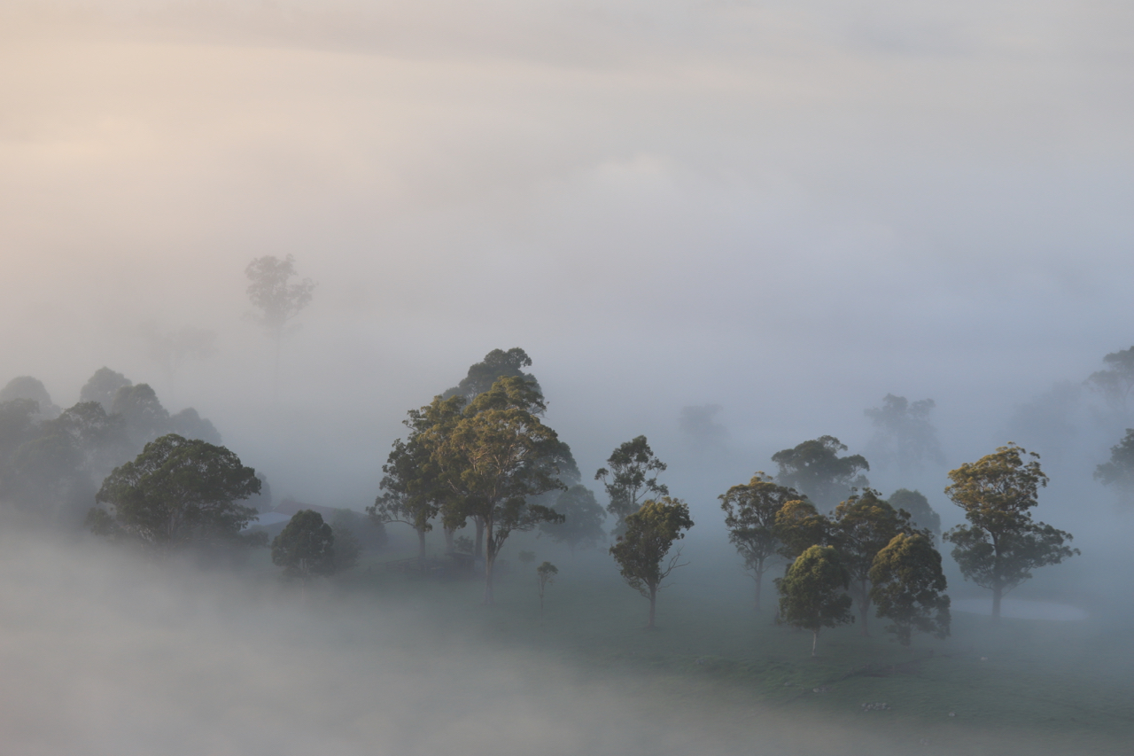 awildland: Capturing the Ephemeral - mist and fog in the Australian ...