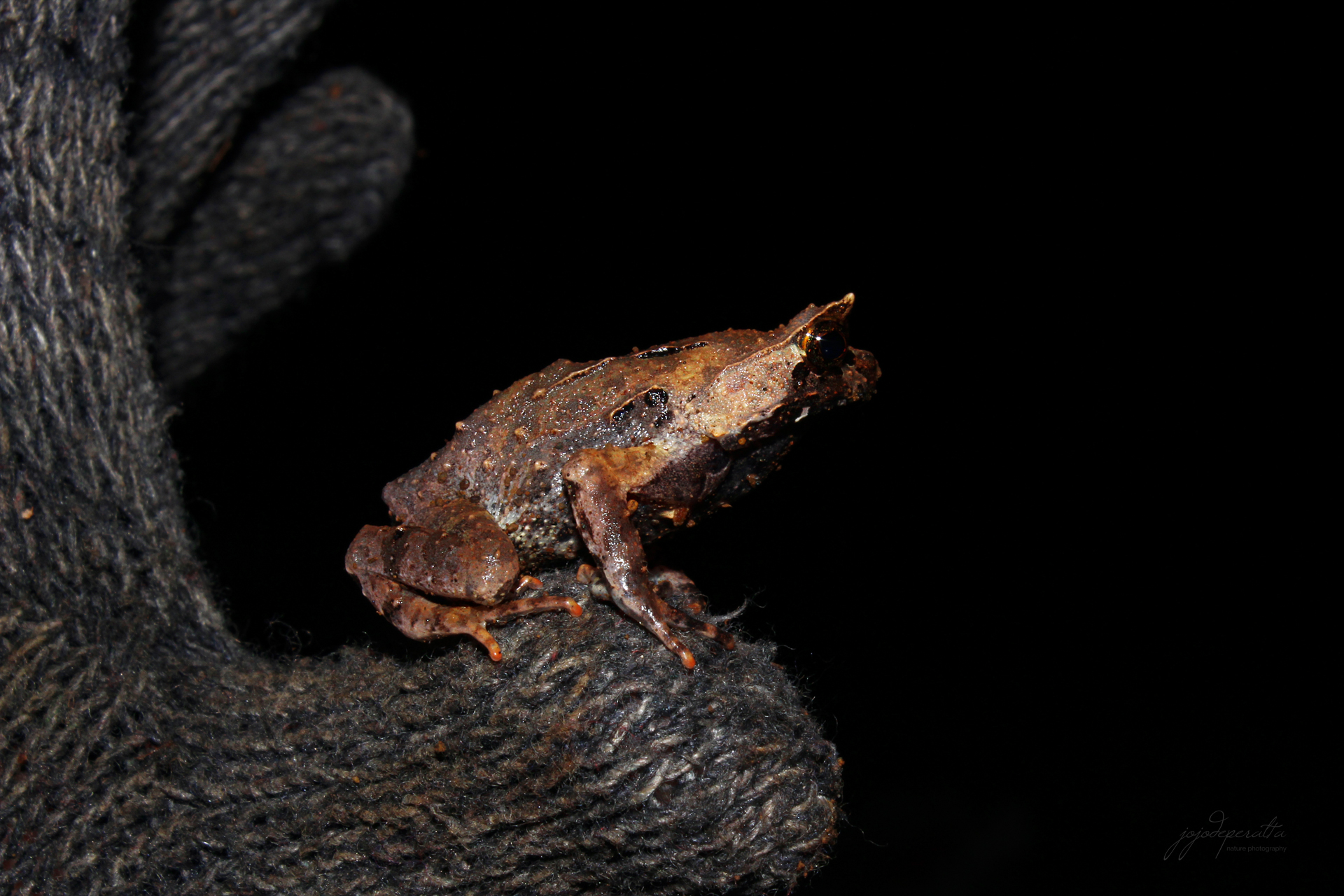 Palawan Horned Frog - A cryptic frog endemic to Palawan