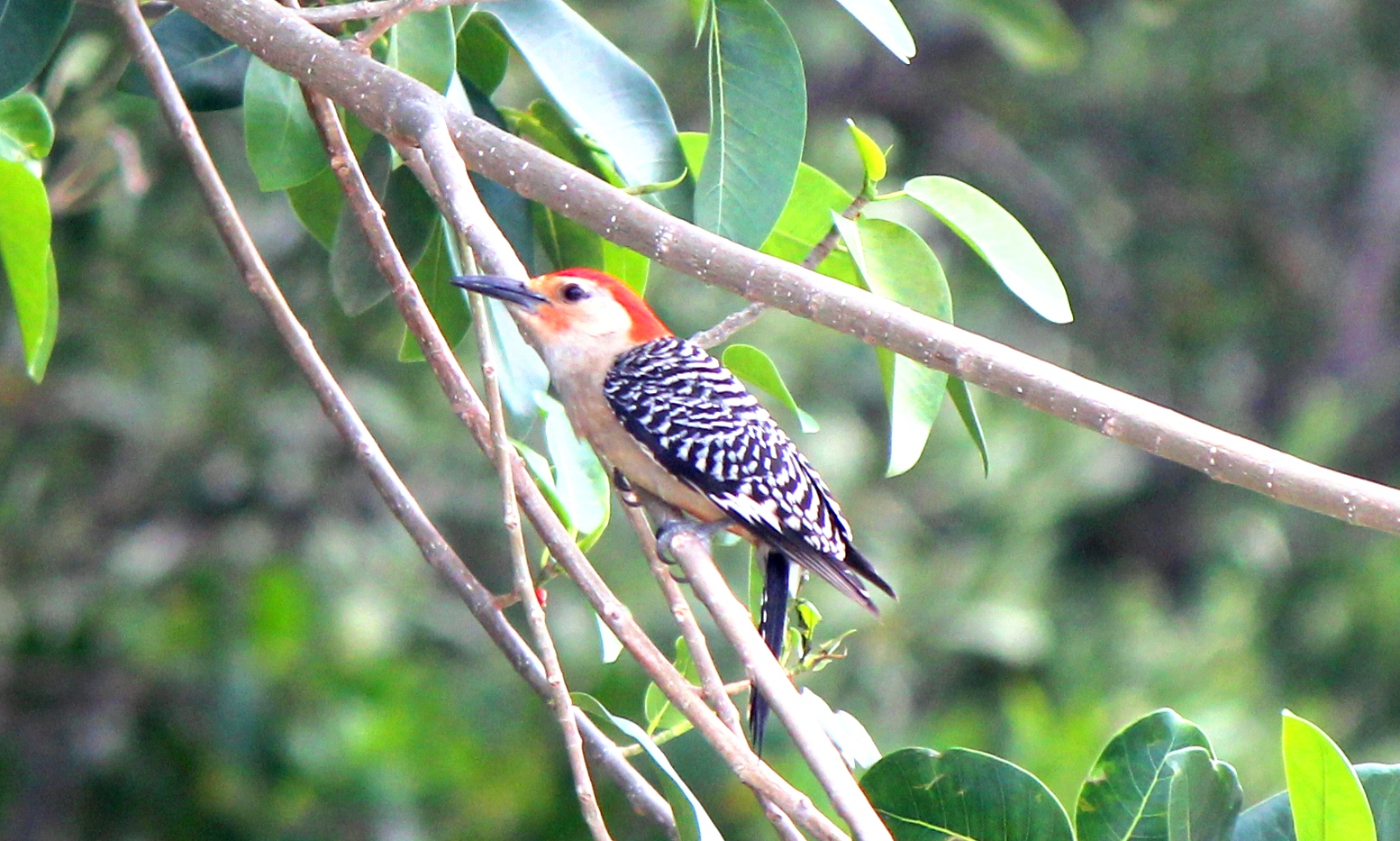 Views From Our Kayak: J.N. "Ding" Darling National Wildlife Refuge