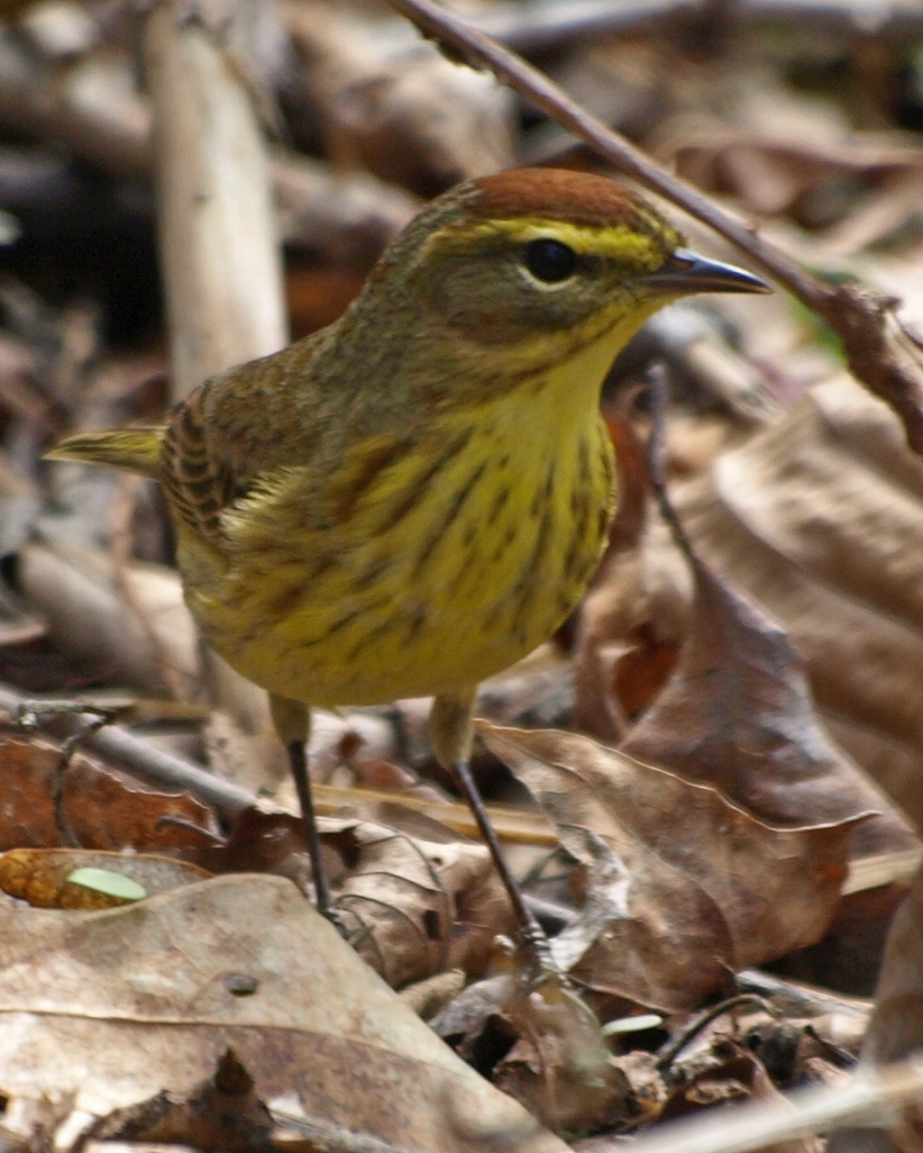Prufrock's Dilemma: Birds Have Their Seasons