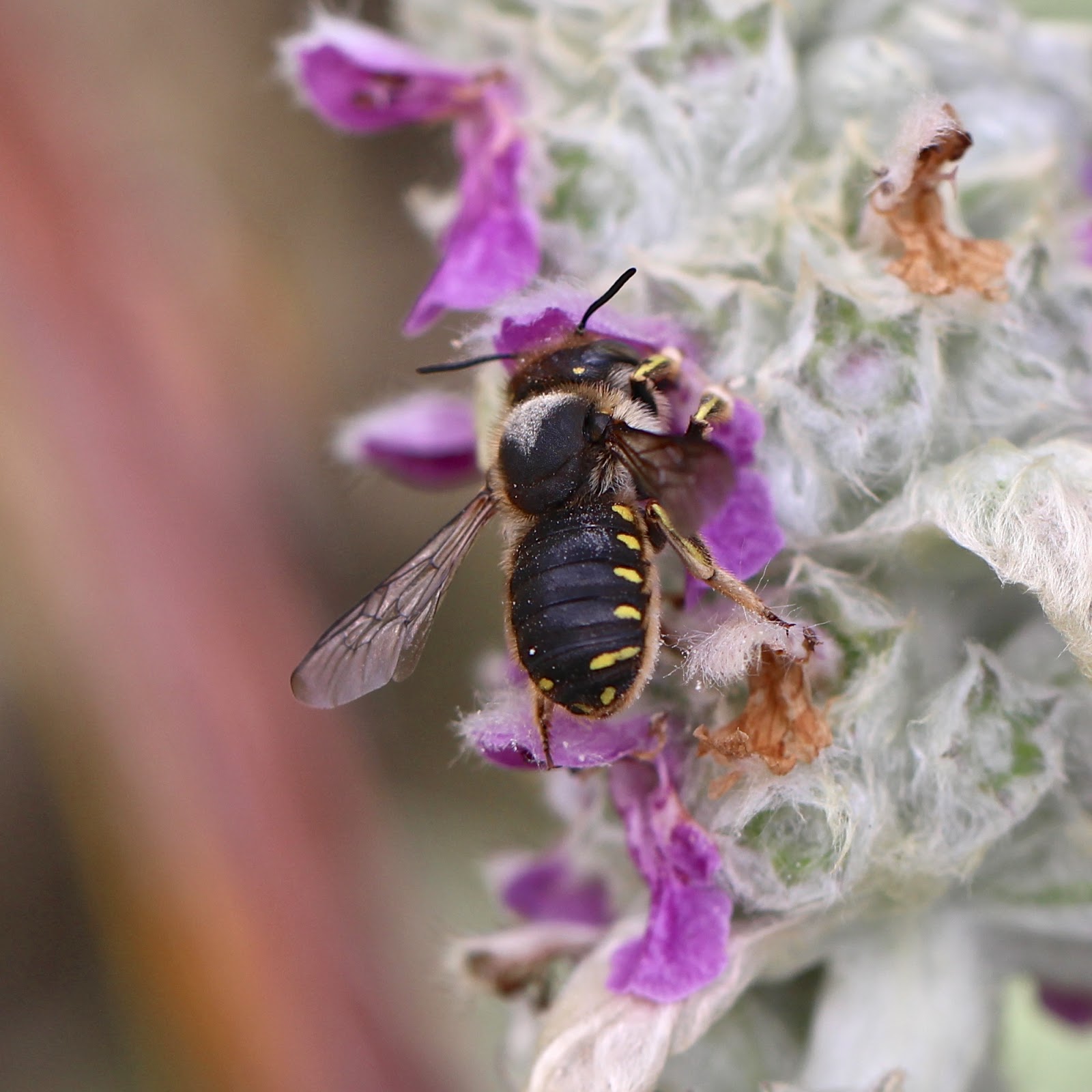 TrogTrogBlog: Bee of the week - Wool-carder bee