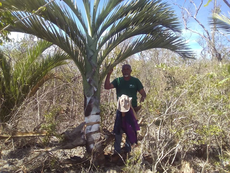 Cacheito o cacheo de Oviedo (Pseudophoenix ekmanii Burret)