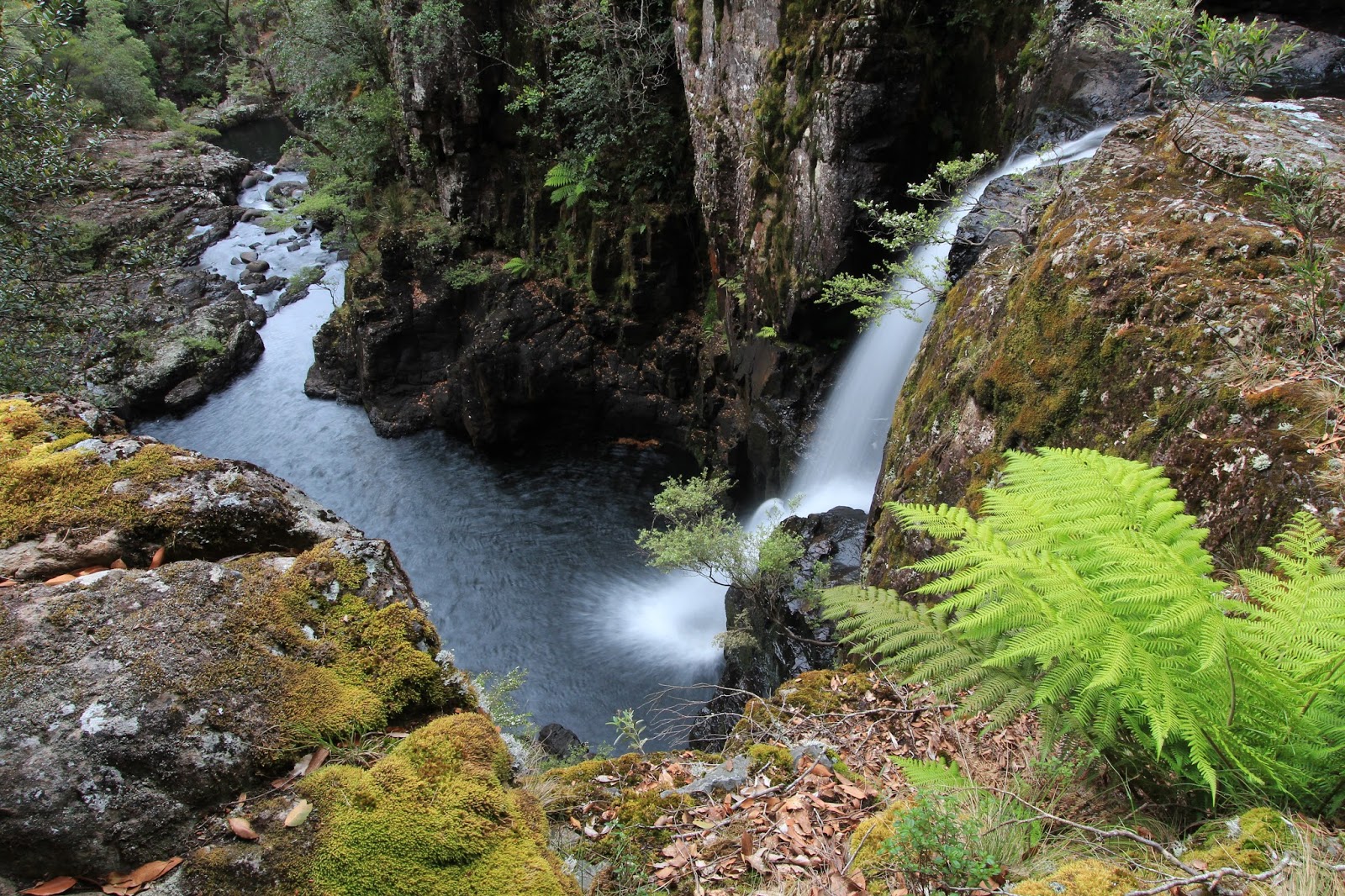 Barrington Tops National Park