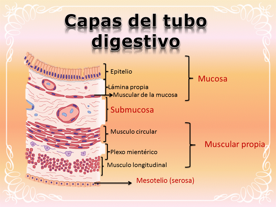 Fisiología humana: "Capas del tubo digestivo"