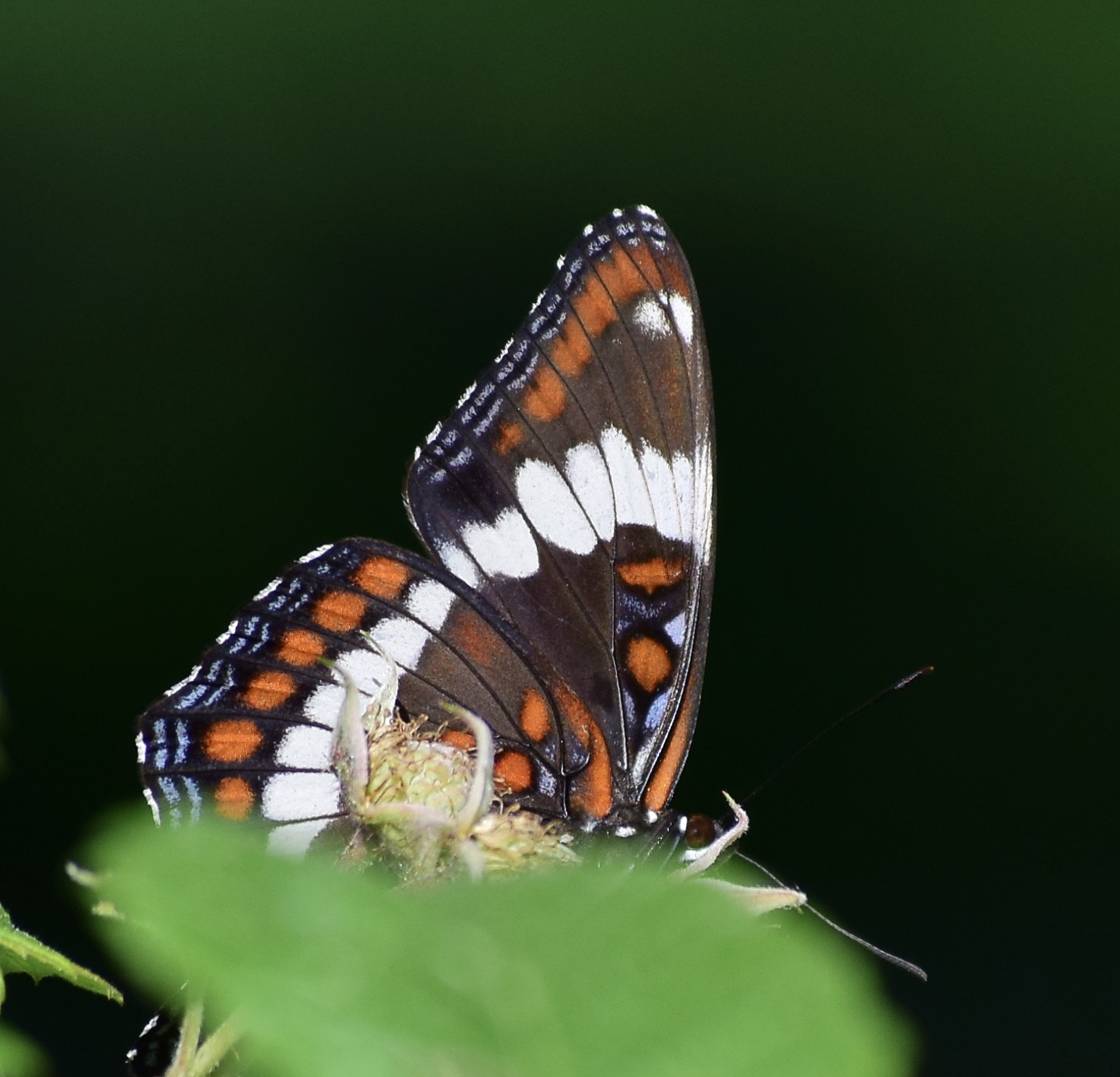 Jericho, Vermont Photos: Jericho, Vermont has cool bugs!