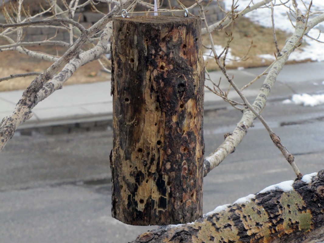 Birding Is Fun!: Bird Feeding On A Budget