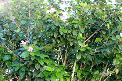 Florez Nursery: Hibiscus 'Ruth Wilcox'