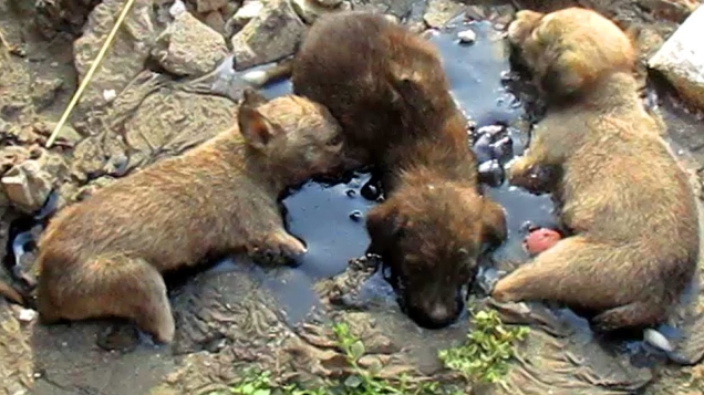 White Wolf Three Puppies Trapped In Pool Of Tar And Unable To Move Rescued White Wolf Three Puppies Trapped In Pool Of Tar And Unable To Move Rescued