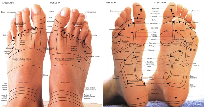 Princípios da Reflexologia