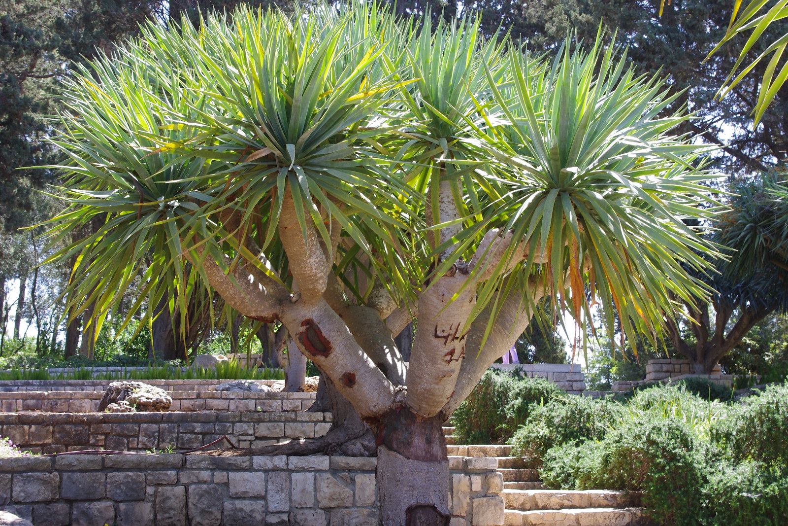 Dracaena draco - Canary Islands dragon tree care | Travaldo's blog