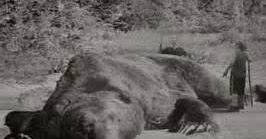 Bergman's Bear ~ The Crypto Crew