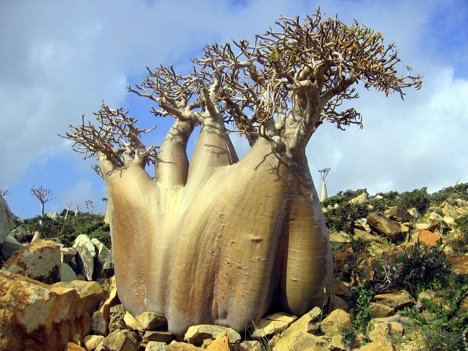 Me, My Self, My Own: Socotra Island