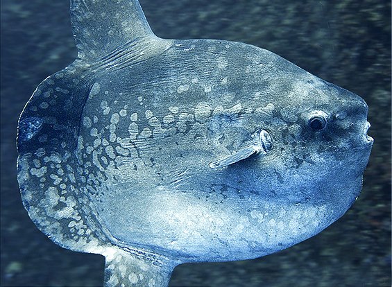 Natureza, Perfeição sem tamanho...