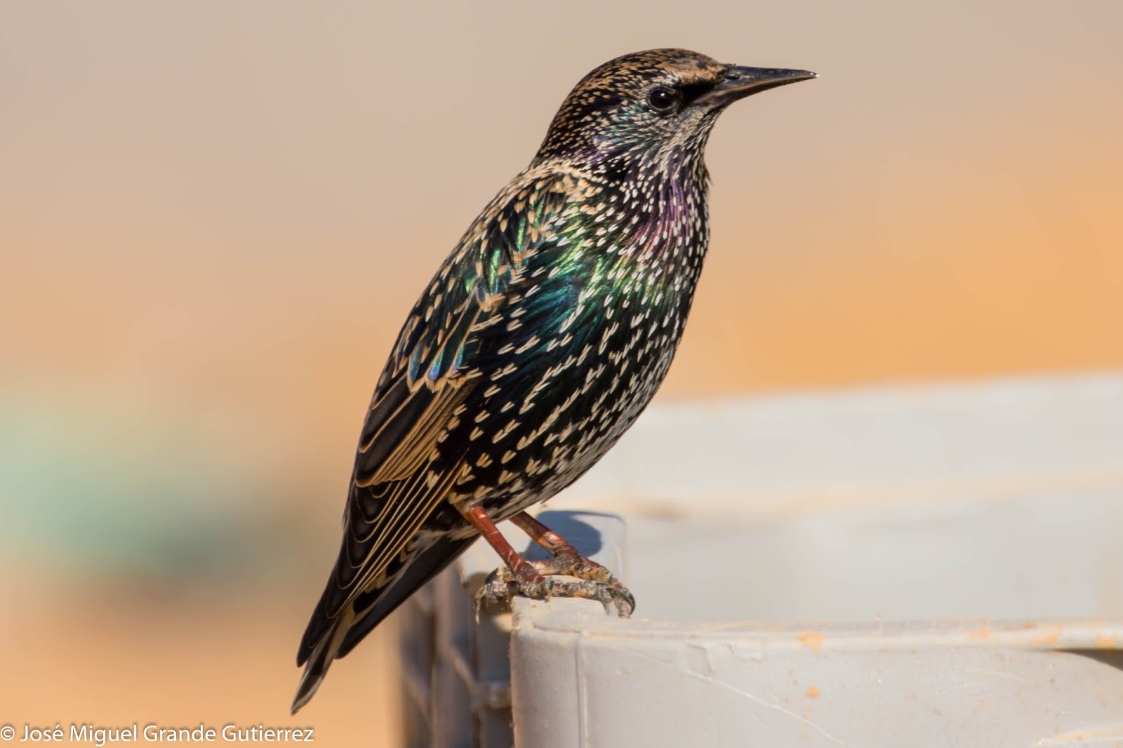 AVES DEL CIELO - BIRDS OF HEAVEN: Estornino pinto (Sturnus vulgaris ...