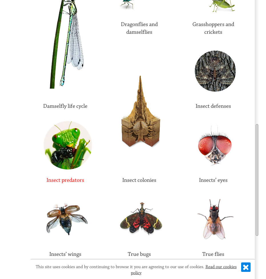 Cummins Life: NatureGlo's eScience MathArt & Science Course Bundle Review