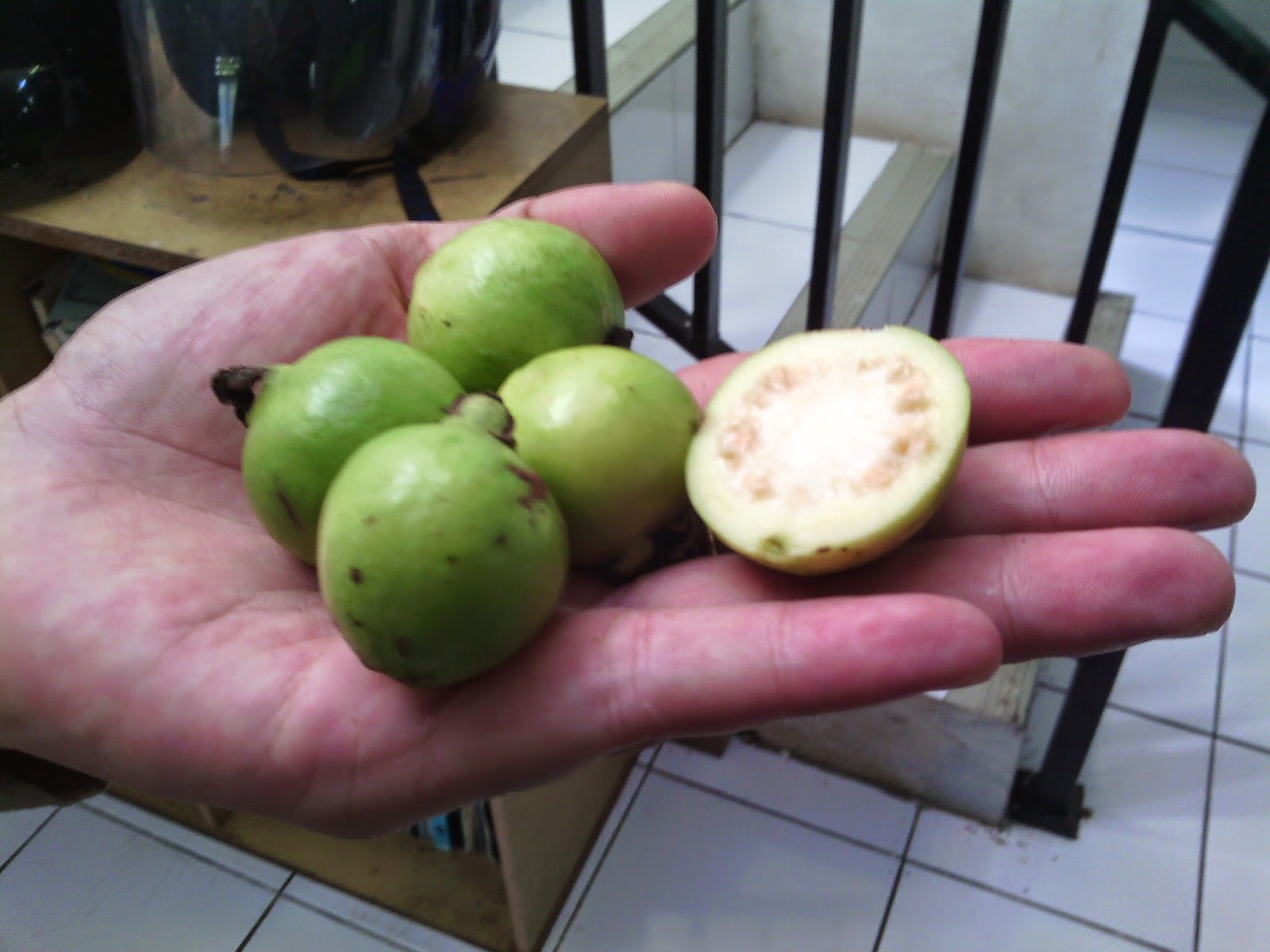 Endah Murniyati's Journey: FRUITY FRIDAY : MINI GUAVA - WHITE FLESH