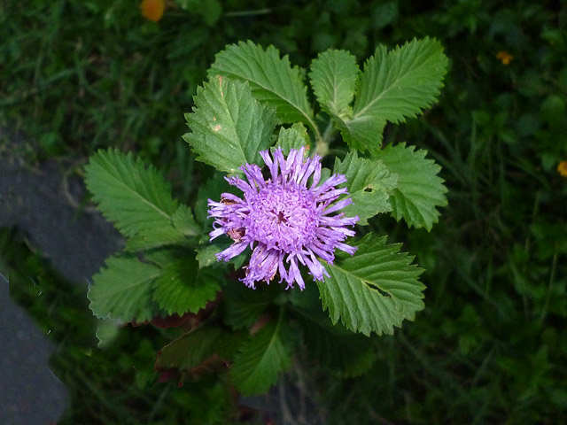Lark Daisy or Brazilian Button - Manaos Beauty | SL Flora