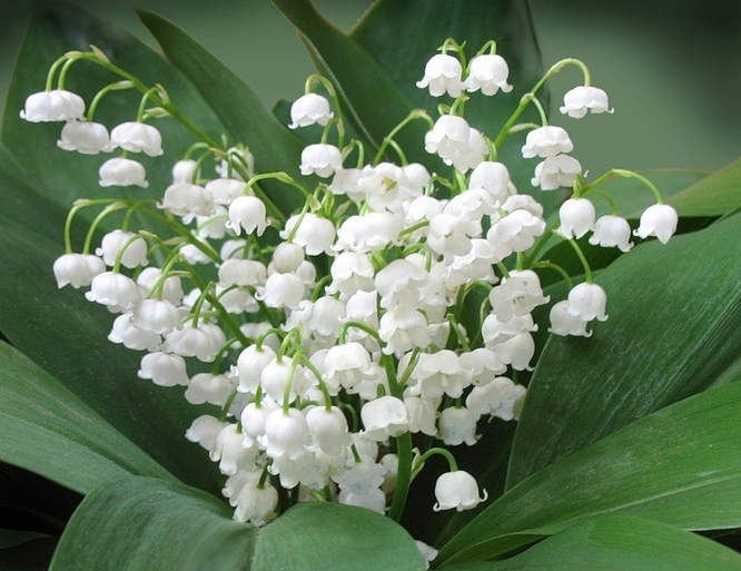 what is the national flower of finland