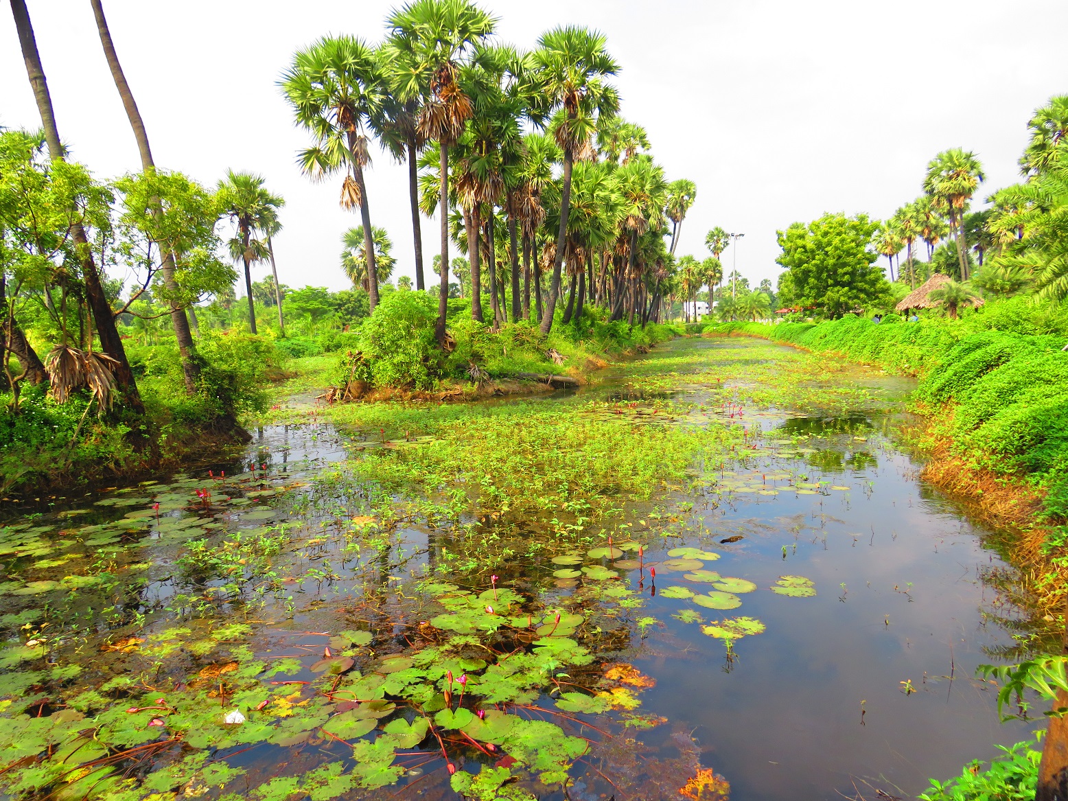 Madhavaram Botanical Garden