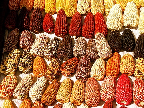 EL MAIZ PRODUCTO PERUANO: tipos de maiz