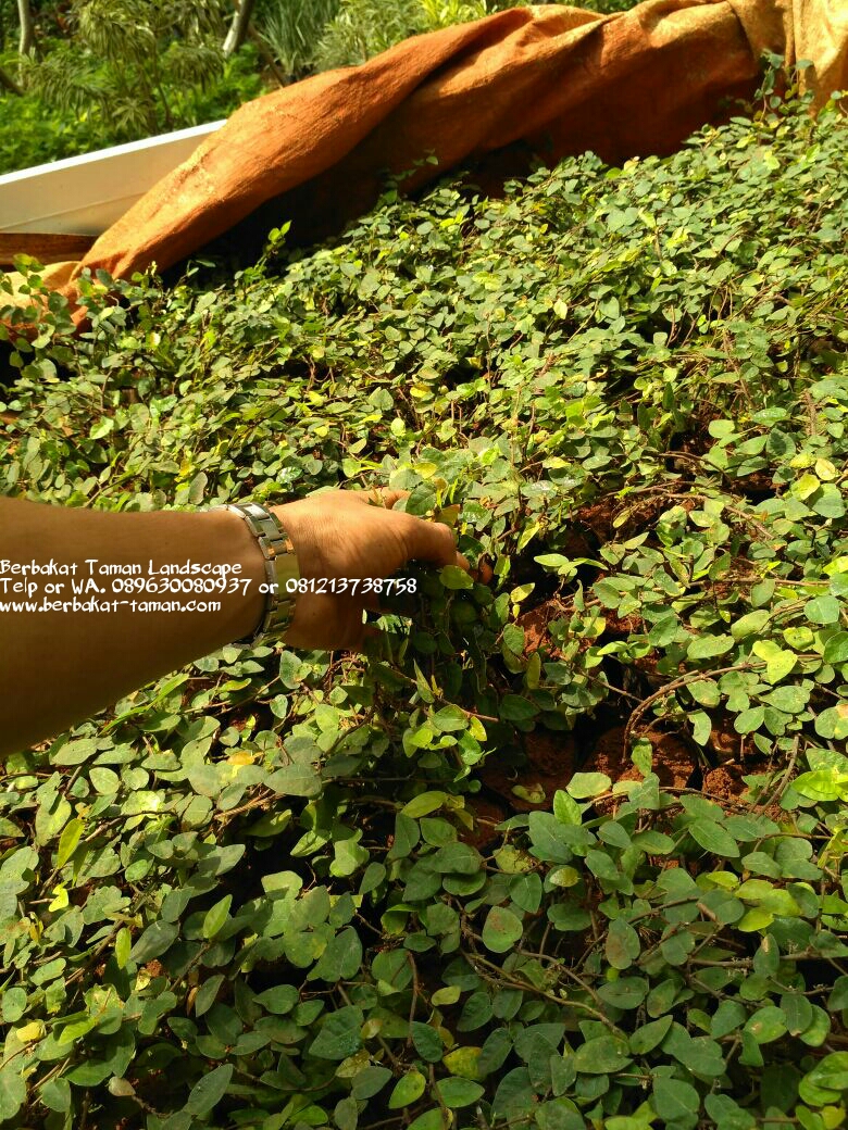 Jual Tanaman Dolar Rambat Daun Kecil dan Daun besar Murah | Pohon ...