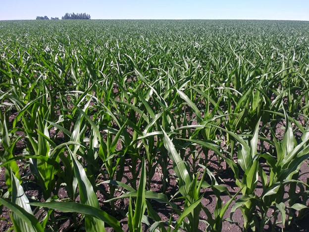 Early season drought effects on corn and soybean