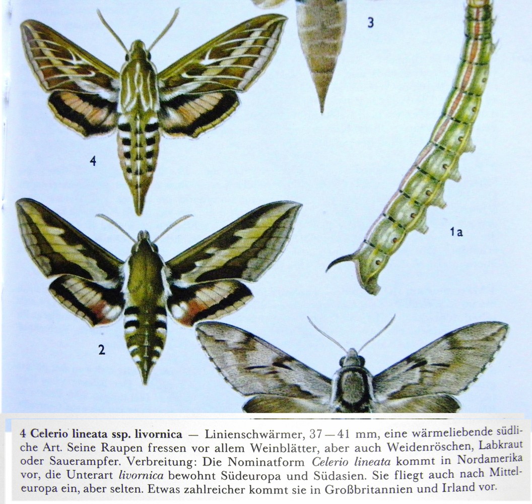 Hyles Lineata Caterpillar