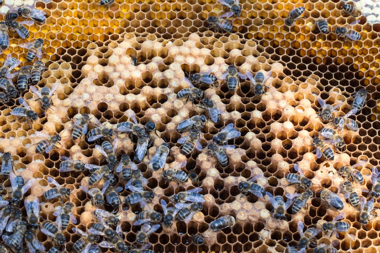 TrogTrogBee: Drone-laying queen