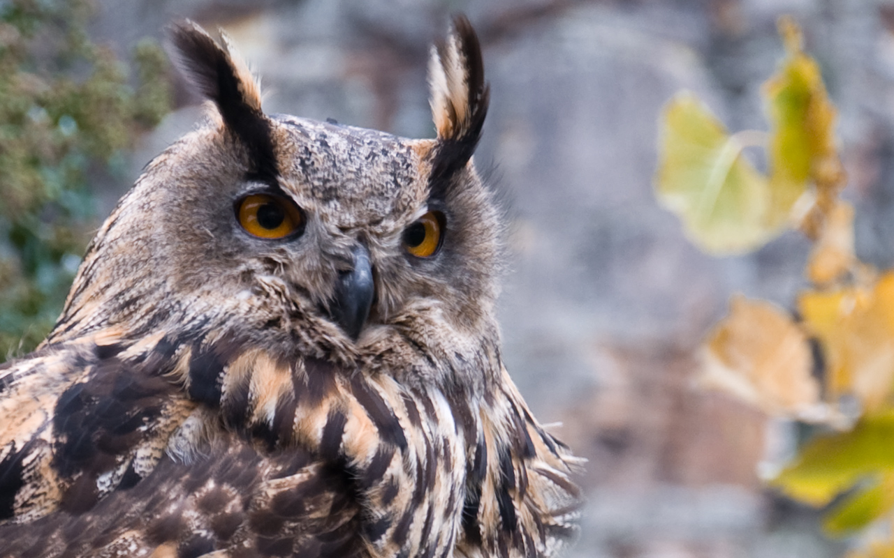 Turismo Abaurrea: El Buho real