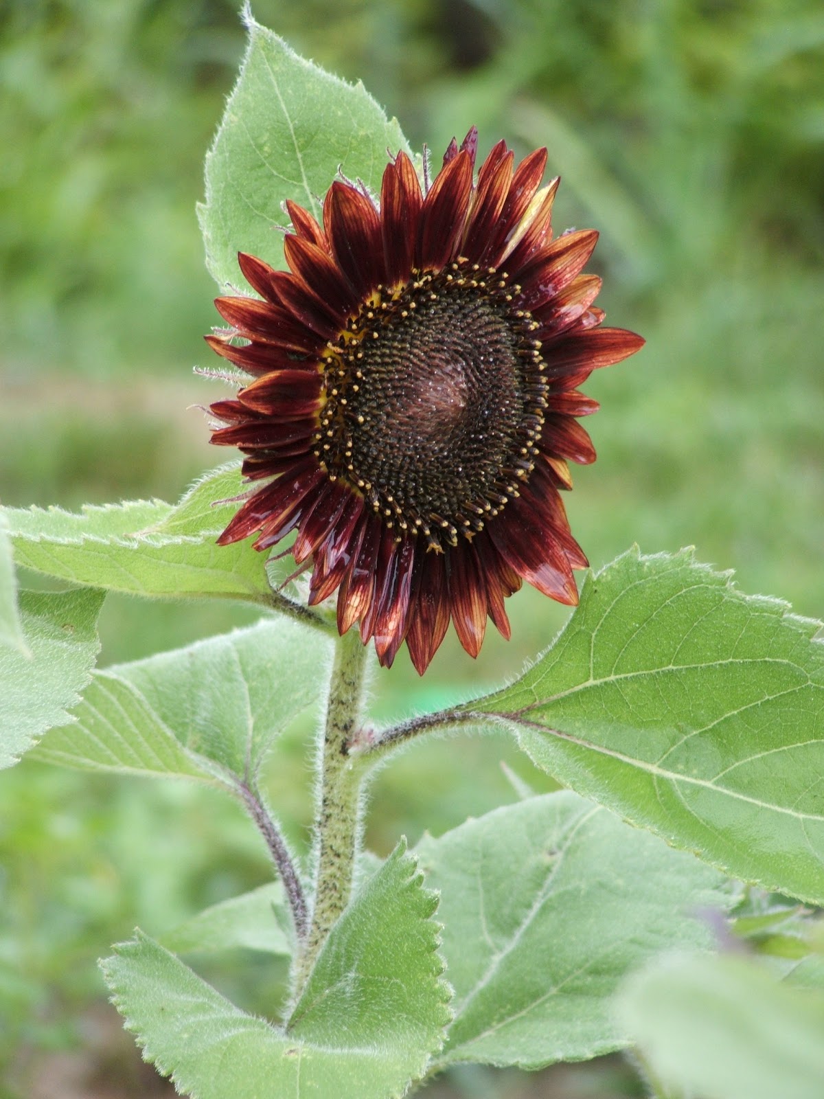 God's Growing Garden: "Floristan" Sunflowers