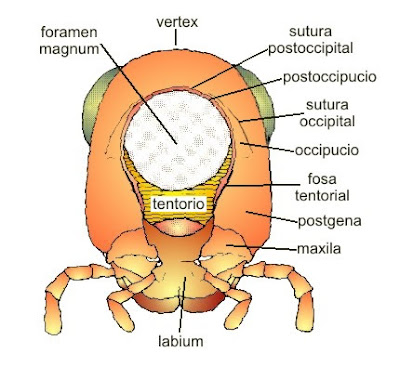 ¿TODOS LOS INSECTOS SON IGUALES?: EL CUERPO DEL INSECTO