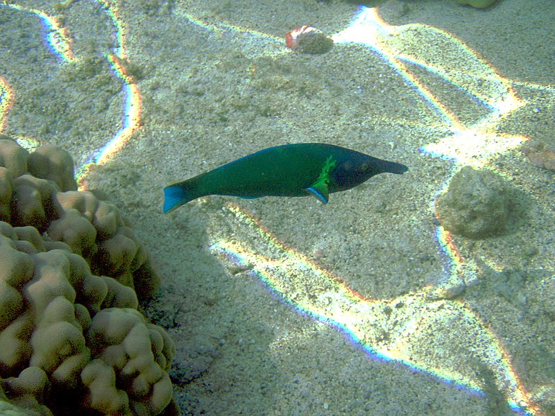 Enroque de ciencia: Titilar. Cáusticas