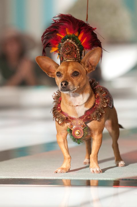 Mis mascotas preferidas: perritos chihuahua