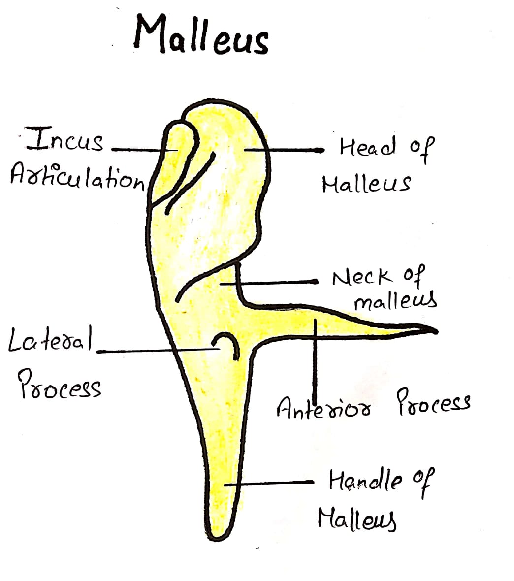 Anatomy and physiology of middle ear