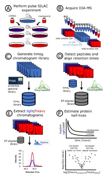 News in Proteomics Research: Study protein turnover with pulsed SILAC DIA!