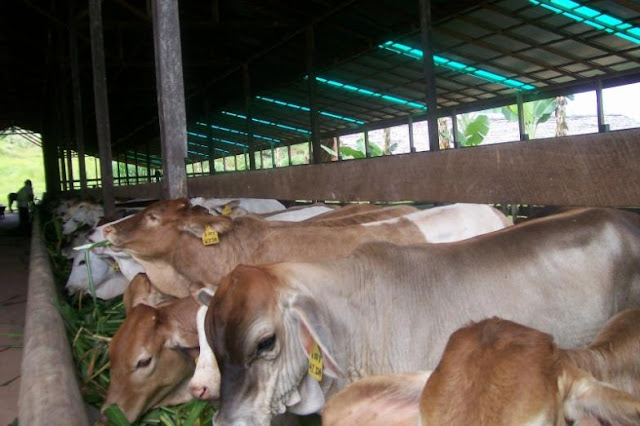 Budidaya Ternak Sapi Potong dengan Organik Nasa - NASA BAWEAN