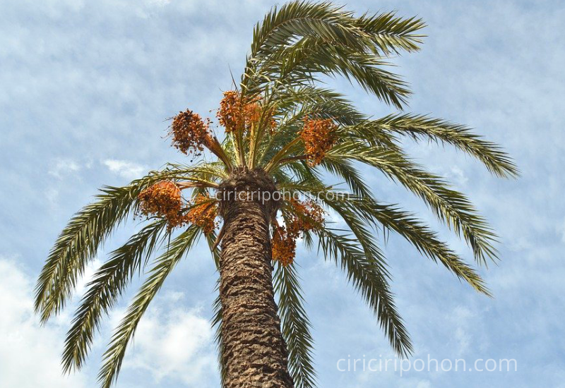 Kurma Thailand, Ternyata Lebih Dahulu Ditanam di Asia Tenggara ...