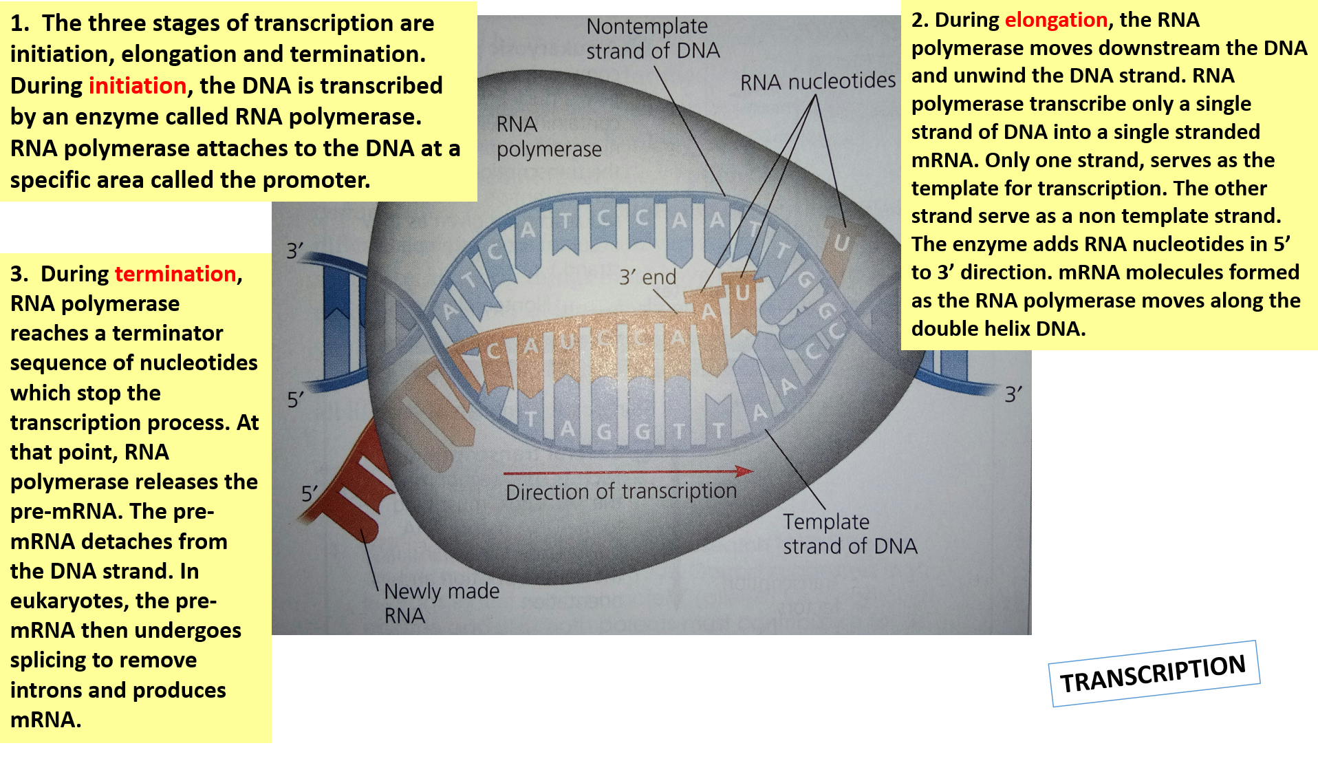 BIOLOGY is to serve mankind...: 1.5 EXPRESSION OF BIOLOGICAL INFORMATION