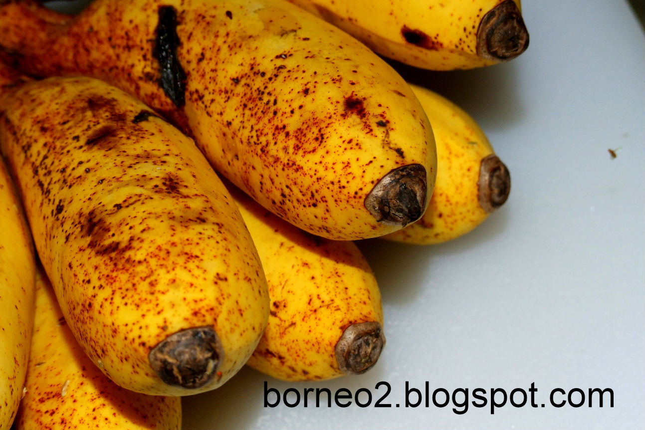Indian Banana (Kelat Keling)