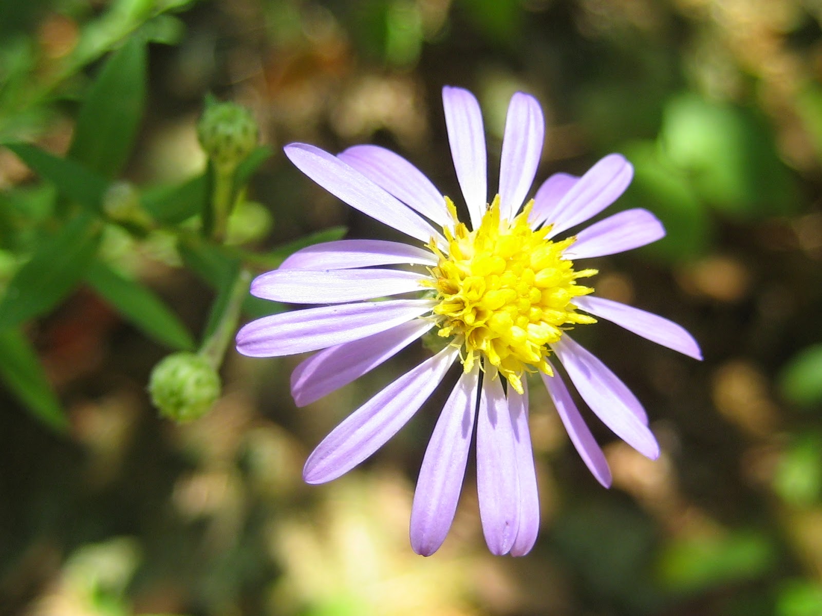 Discovering His Creation: Late Purple Aster, Spreading Aster ...