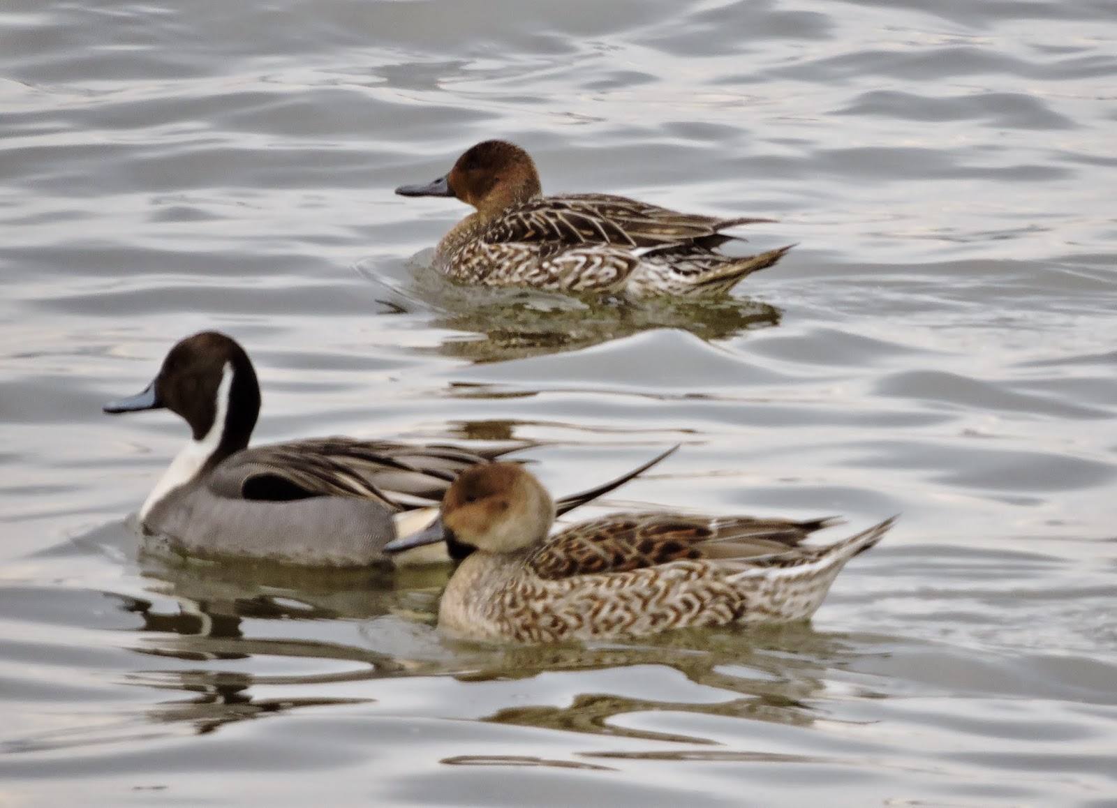 Scene Through My Eyes: Pintail Ducks